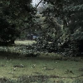 Tree Removal & Tree Trimming in Maryland & Washington DC