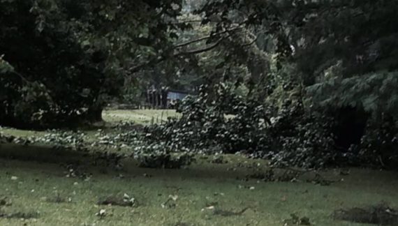 Tree Removal & Tree Trimming in Maryland & Washington DC